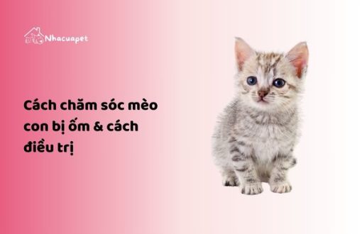 Cách chăm sóc mèo con bị ốm & cách điều trị - Nhà Của Pet