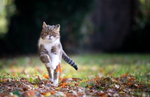 Vì sao mèo bỏ nhà đi? Cách ngăn chặn mèo bỏ đi - Nhà Của Pet