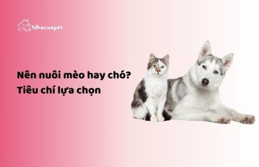 Nên nuôi mèo hay chó? Tiêu chí lựa chọn - Nhà Của Pet