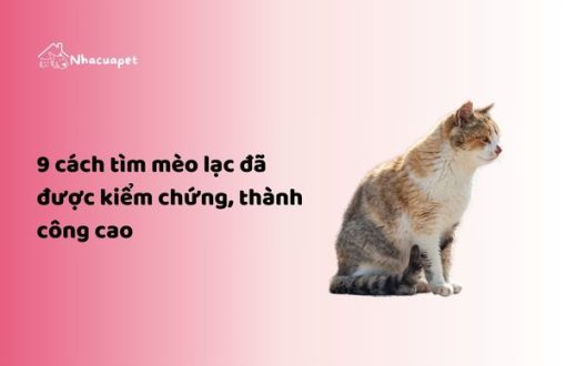 9 cách tìm mèo lạc đã được kiểm chứng, thành công cao - Nhà Của Pet